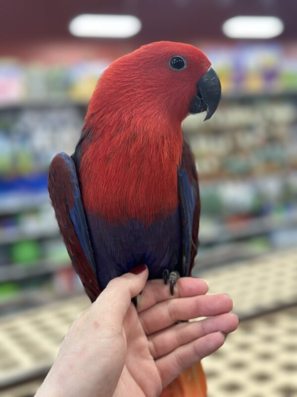 Birds for Sale - Petland Norwin, PA