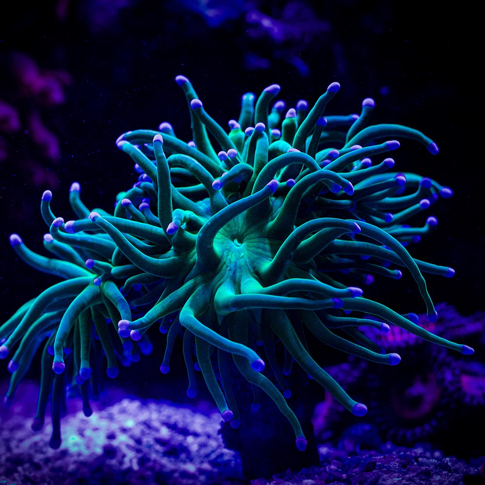 LPS (Large Polyp Stoney Coral) - Petland Norwin, PA