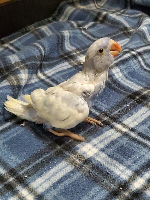 Indian Ringneck Parakeet Bird ID:3742 Located at Petland Norwin, PA