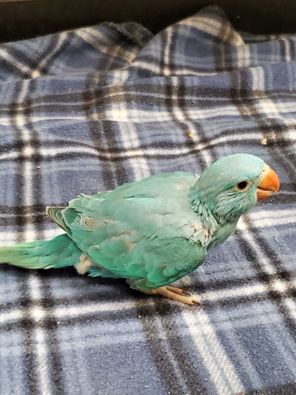 Indian Ringneck Parakeet Bird ID:3739 Located at Petland Norwin, PA