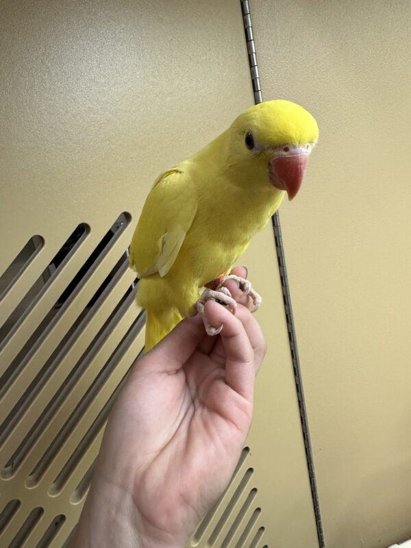 Indian Ringneck Parakeet - Breed Info - Petland Norwin, PA