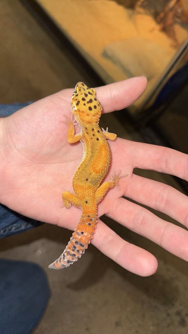 Leopard Gecko - Petland Norwin, PA