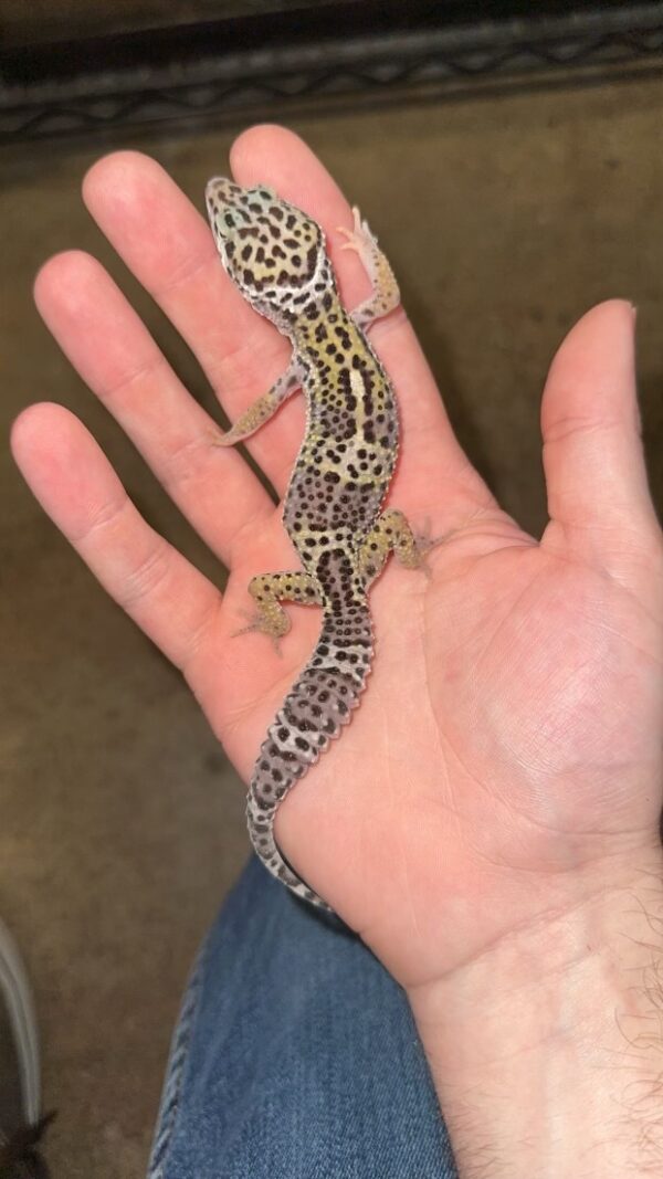 Leopard Gecko - Petland Norwin, PA