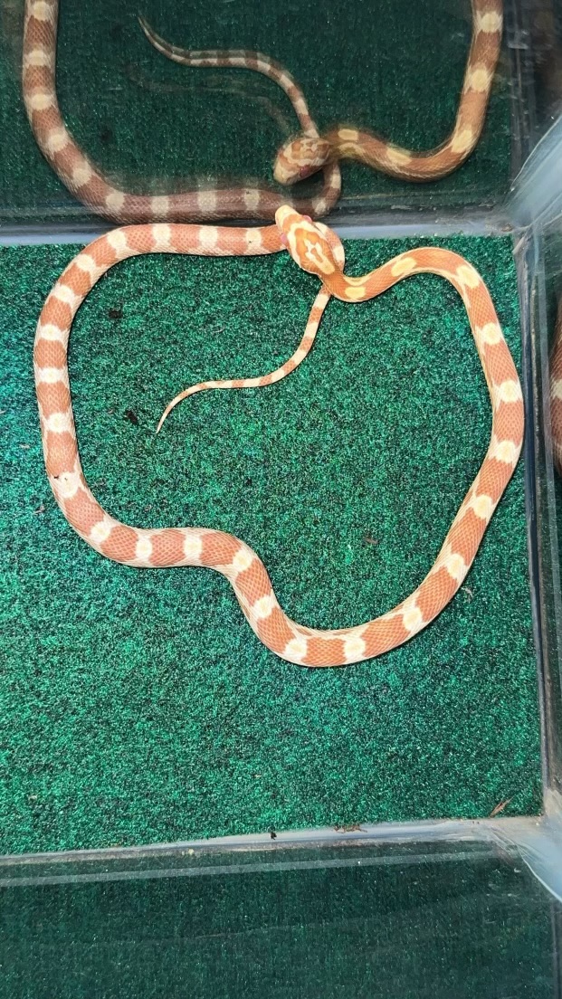 Corn Snake - Breed Info - Petland Norwin, PA