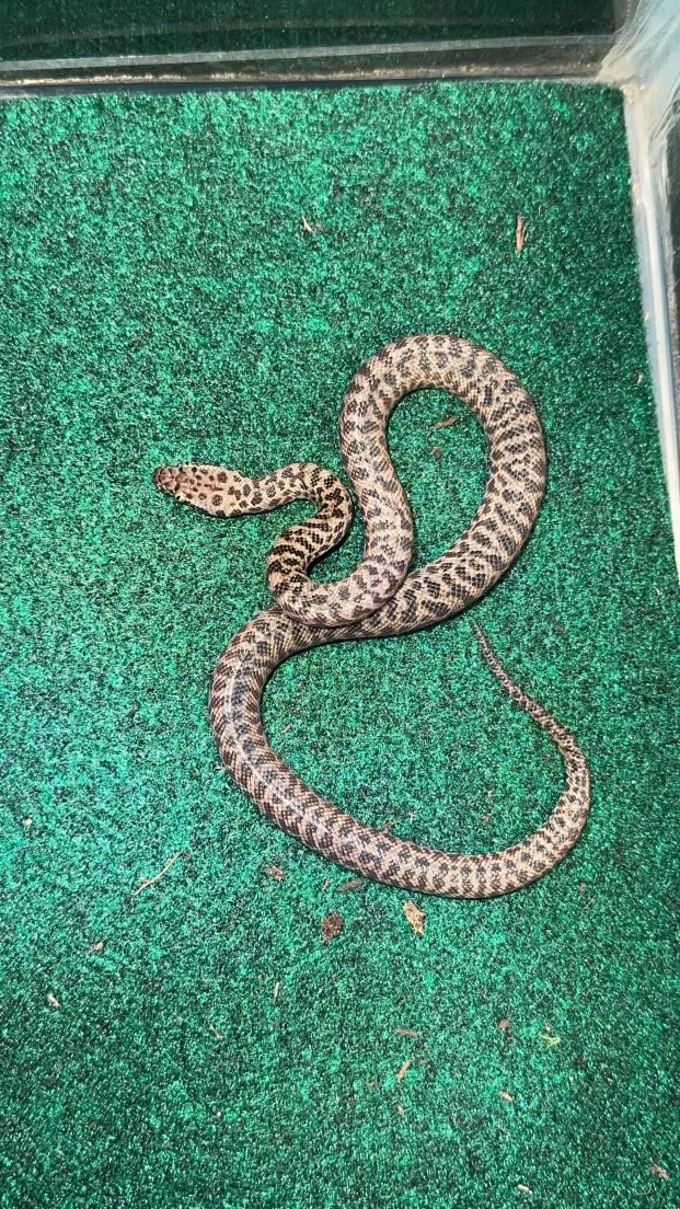 Spotted Boa - Breed Info - Petland Norwin, PA