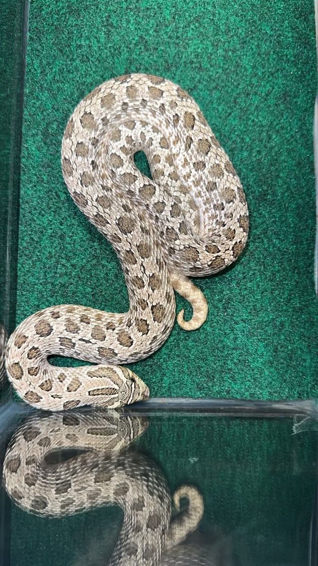 Hognose Snake - Breed Info - Petland Norwin, PA