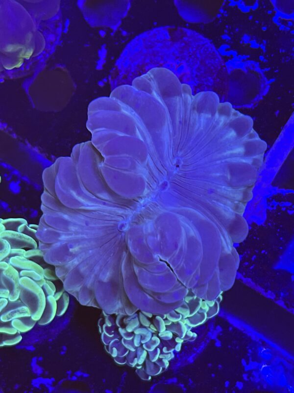 Available Pets - Page 4 of 11 - Petland Norwin, PA