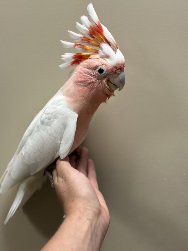 Petland Norwin, PA - Buy Premium Pets & Pet Supplies