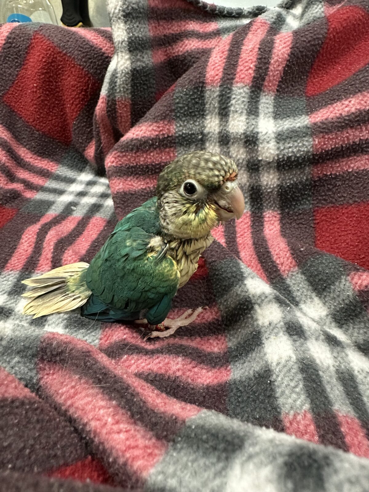 Turquoise Green Cheek Conure - Breed Info - Petland Norwin, PA